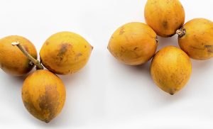 African Star Fruit – Alasa – Citinewsroom – Comprehensive News in Ghana