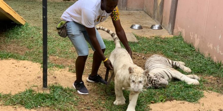 Wonder-World-Estate-tigers – Citinewsroom – Comprehensive News in Ghana