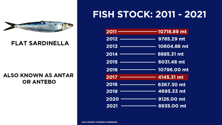 Flat Sardinella | Citinewsroom - Comprehensive News in Ghana