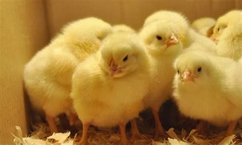 Nkoko Nkitinkiti: Gov’t readies GHC200m poultry programme to cut imports