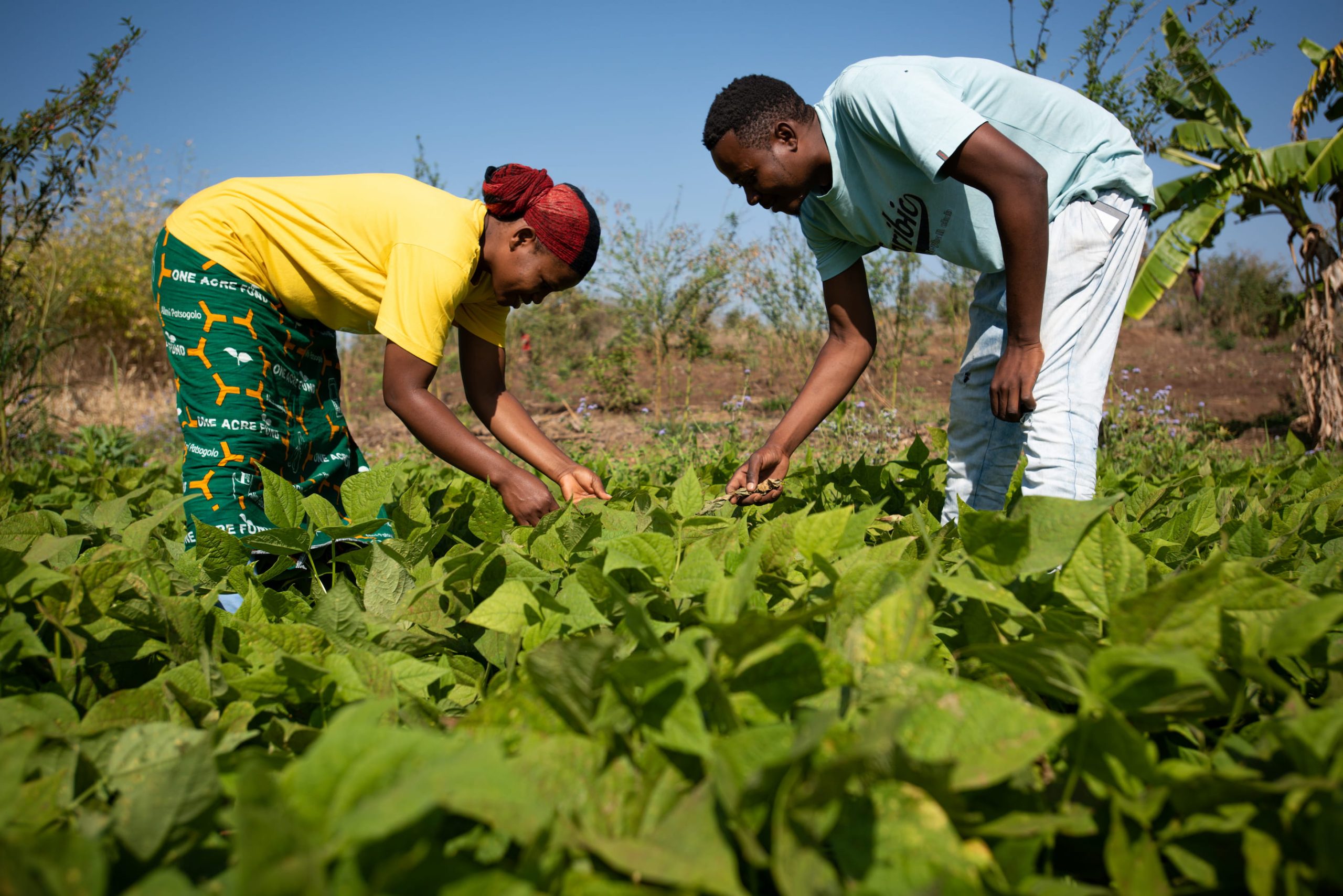 Farmers Day: Gov’t declares December 5 as Public Holiday